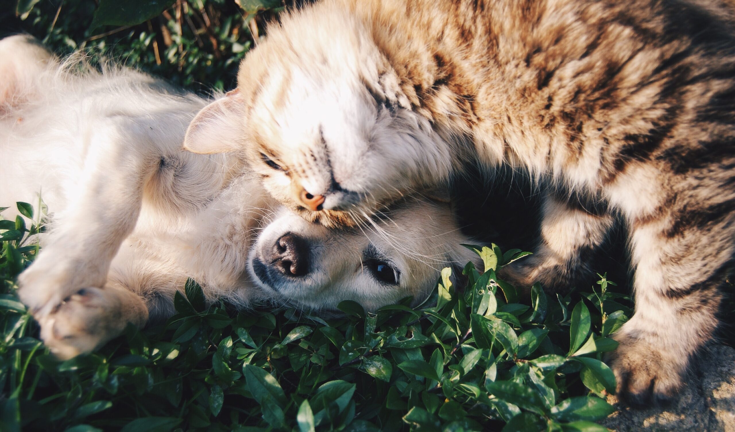 O Luto Por Animais: Caminhos Para Entender e Vivê-lo Melhor